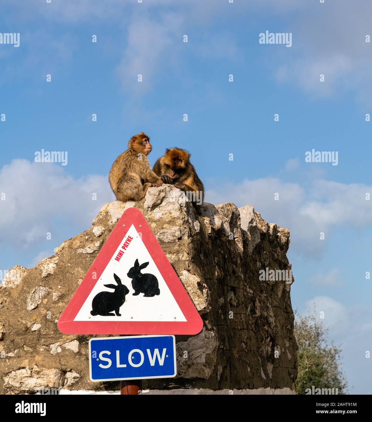 A pair of Barbary macaques grooming above the warning sign of rabbits ...