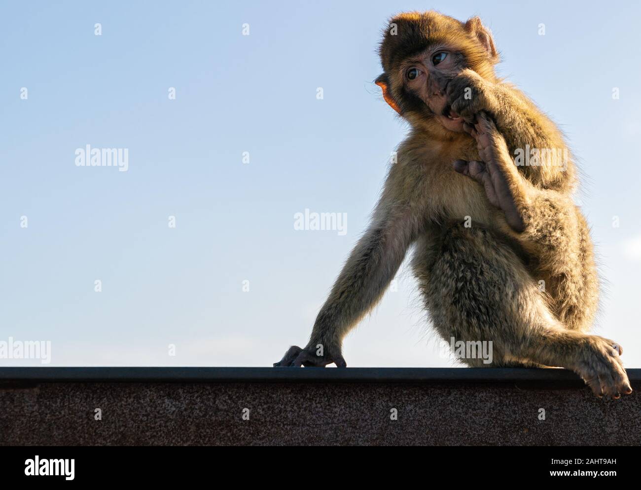 Monkeys in gibraltar hi-res stock photography and images - Alamy