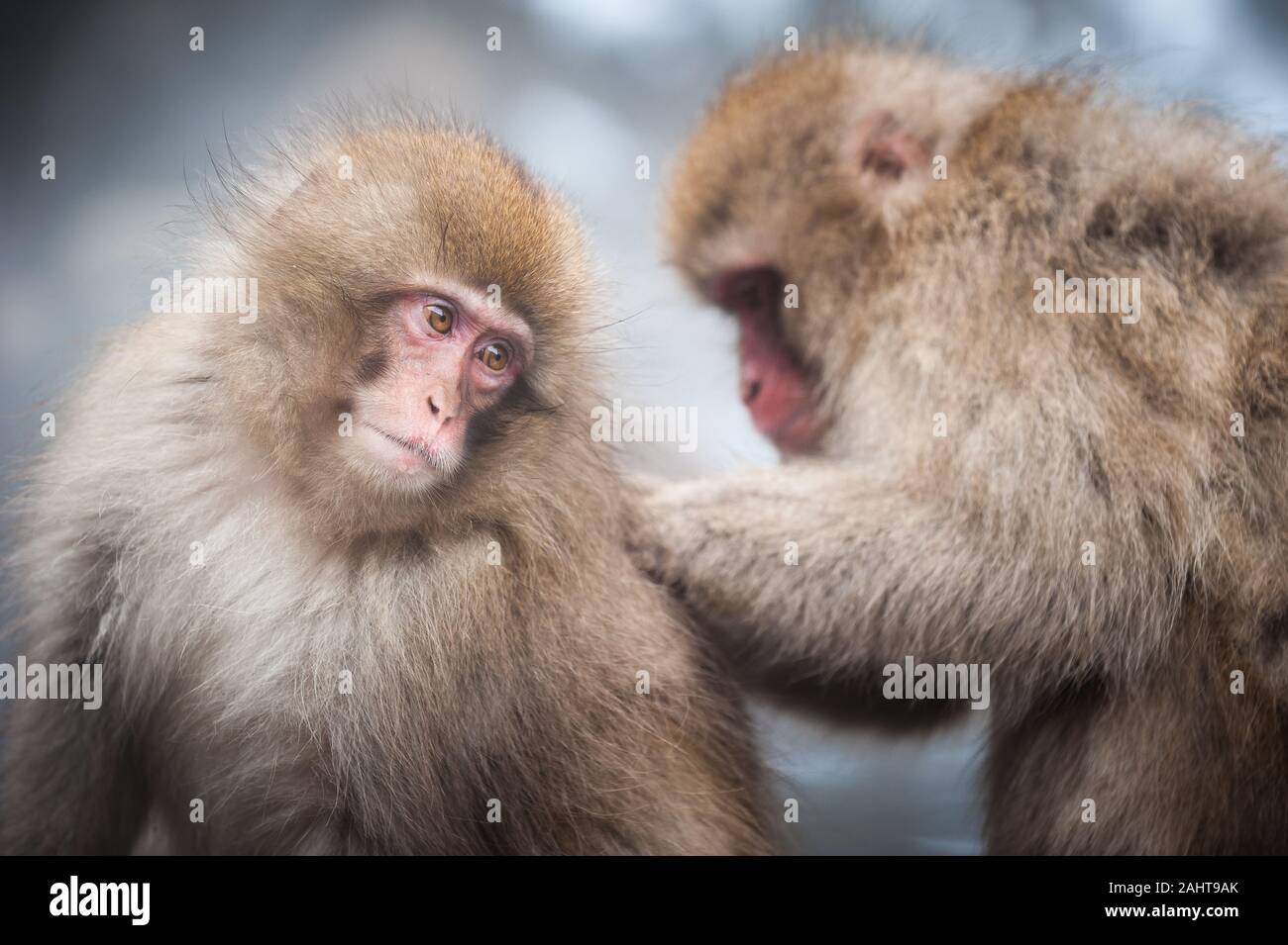 Two Japanese Macaque engage in a social grooming ritual according to ...