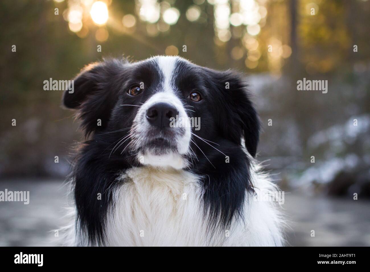 Are Border Collies Scared