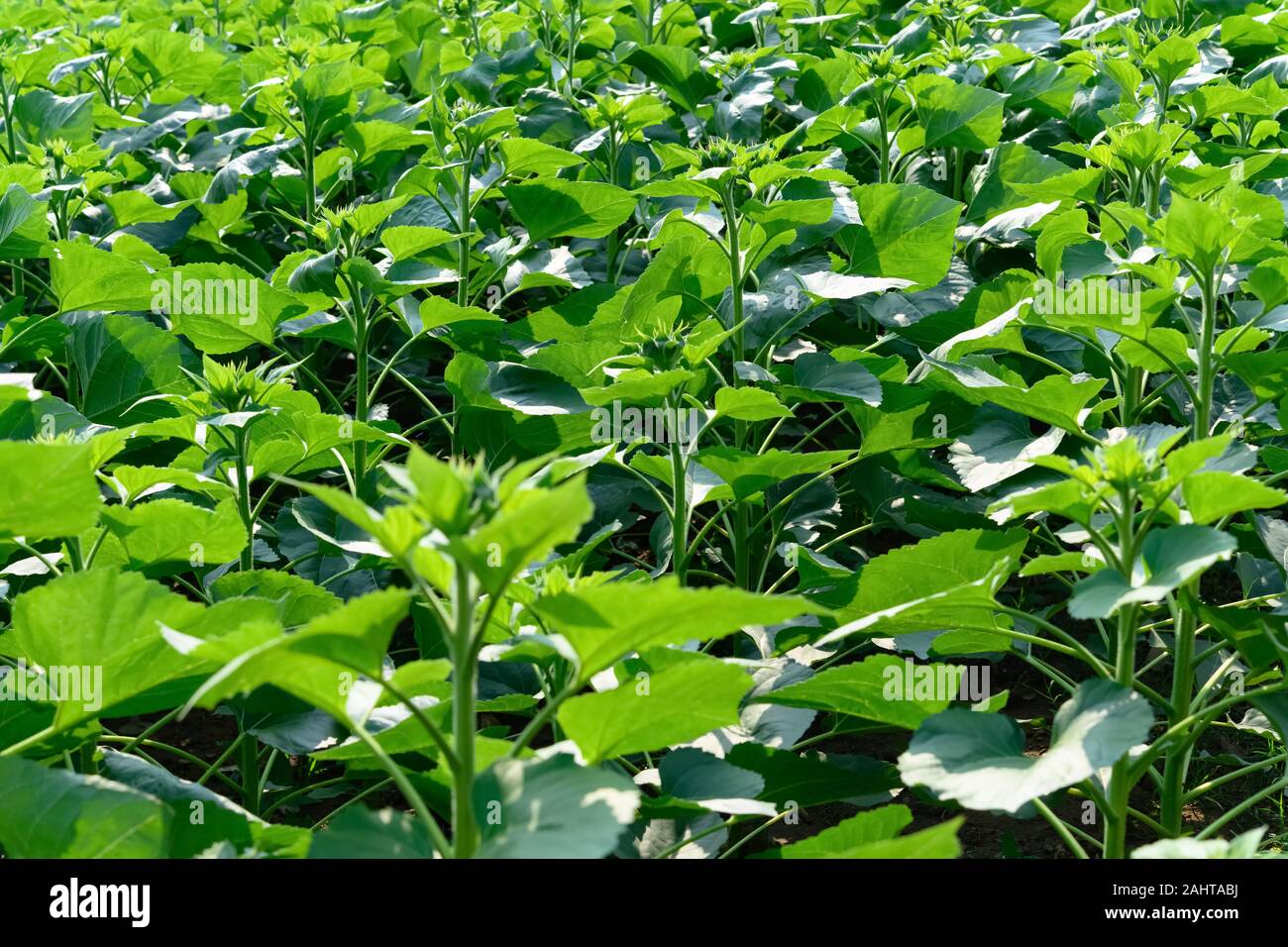 immature sun flower field in a morning Stock Photo - Alamy