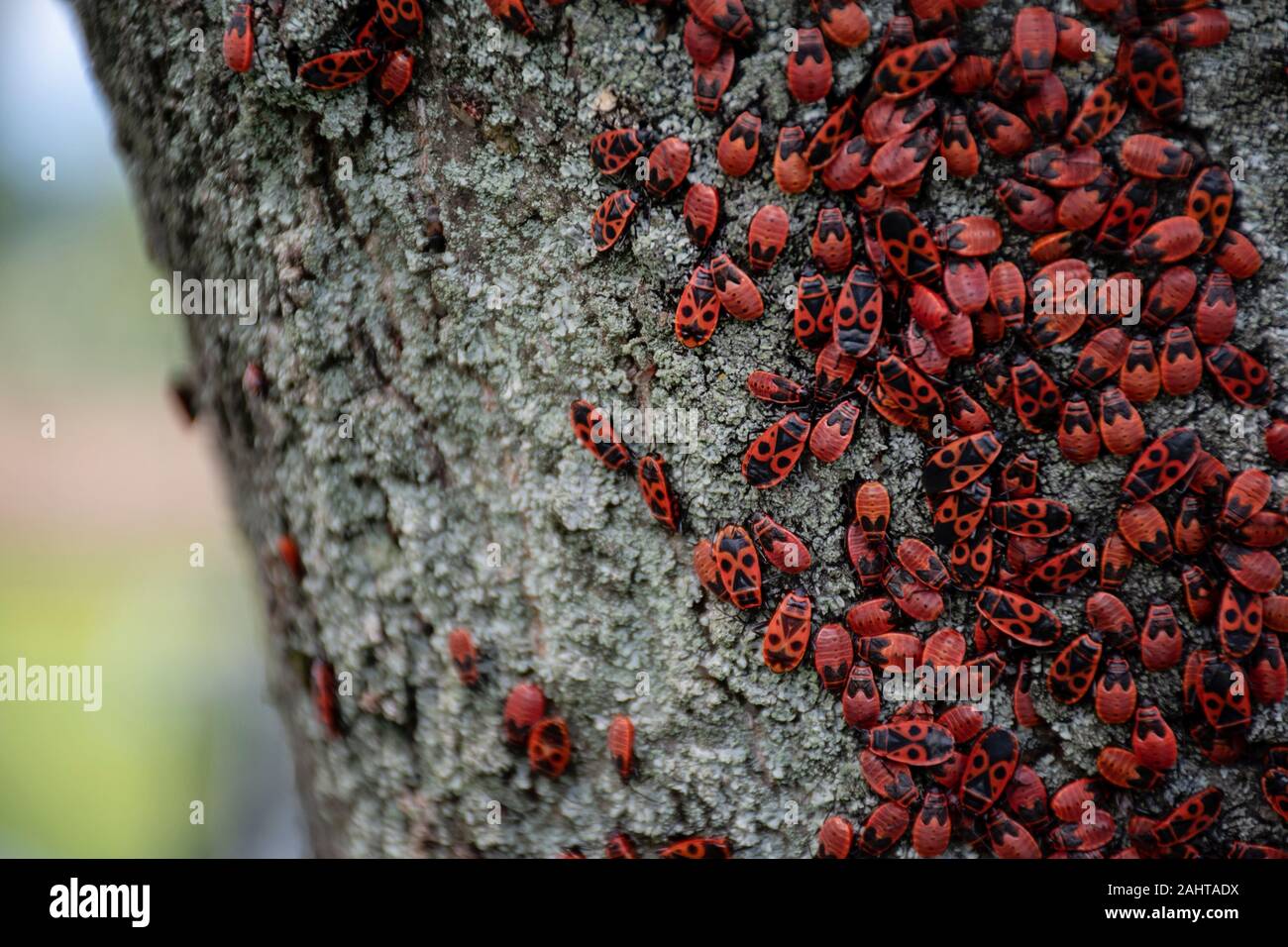 Many firebugs on a tree in different stages of development. Close-up ...