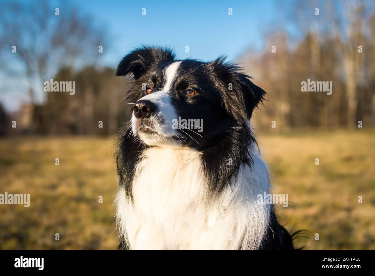 Portrait of a Border Collie Stock Photo - Alamy