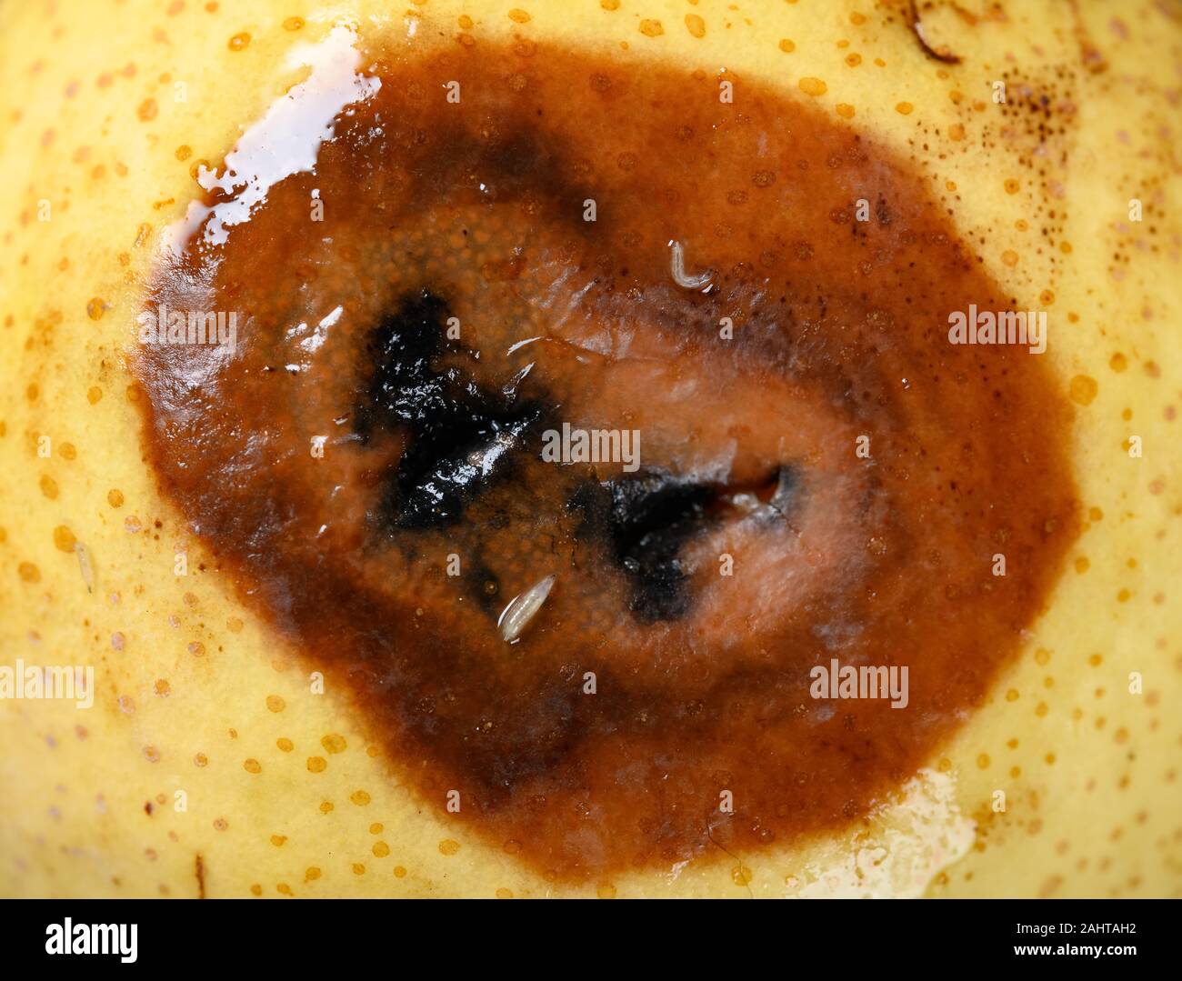 Smelly worm hi-res stock photography and images - Alamy