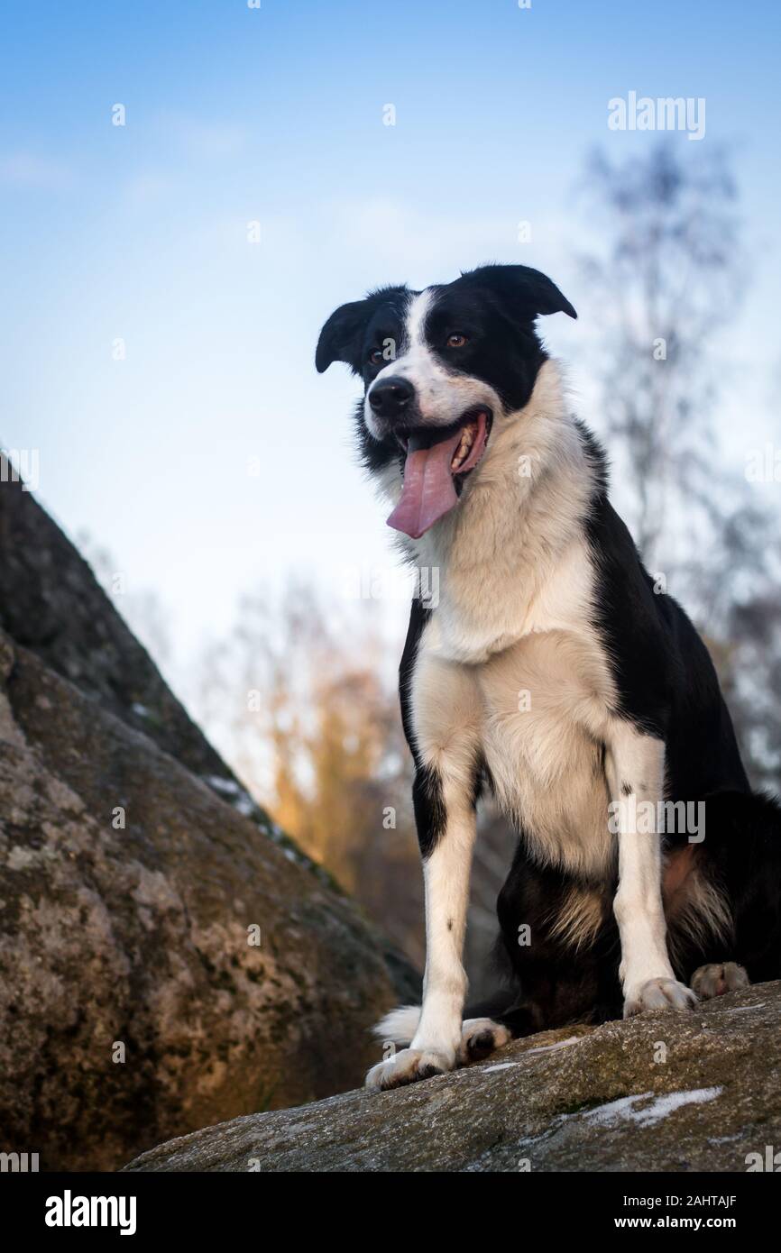 Dog sitting on rock hi-res stock photography and images - Alamy