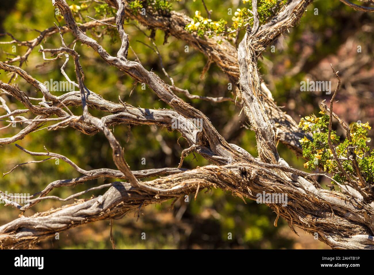 Withered branch of a tree. Arizona, USA Stock Photo - Alamy