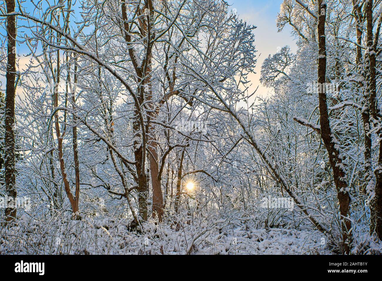 Day in the winter forest. A fragment of the northern winter snowy ...