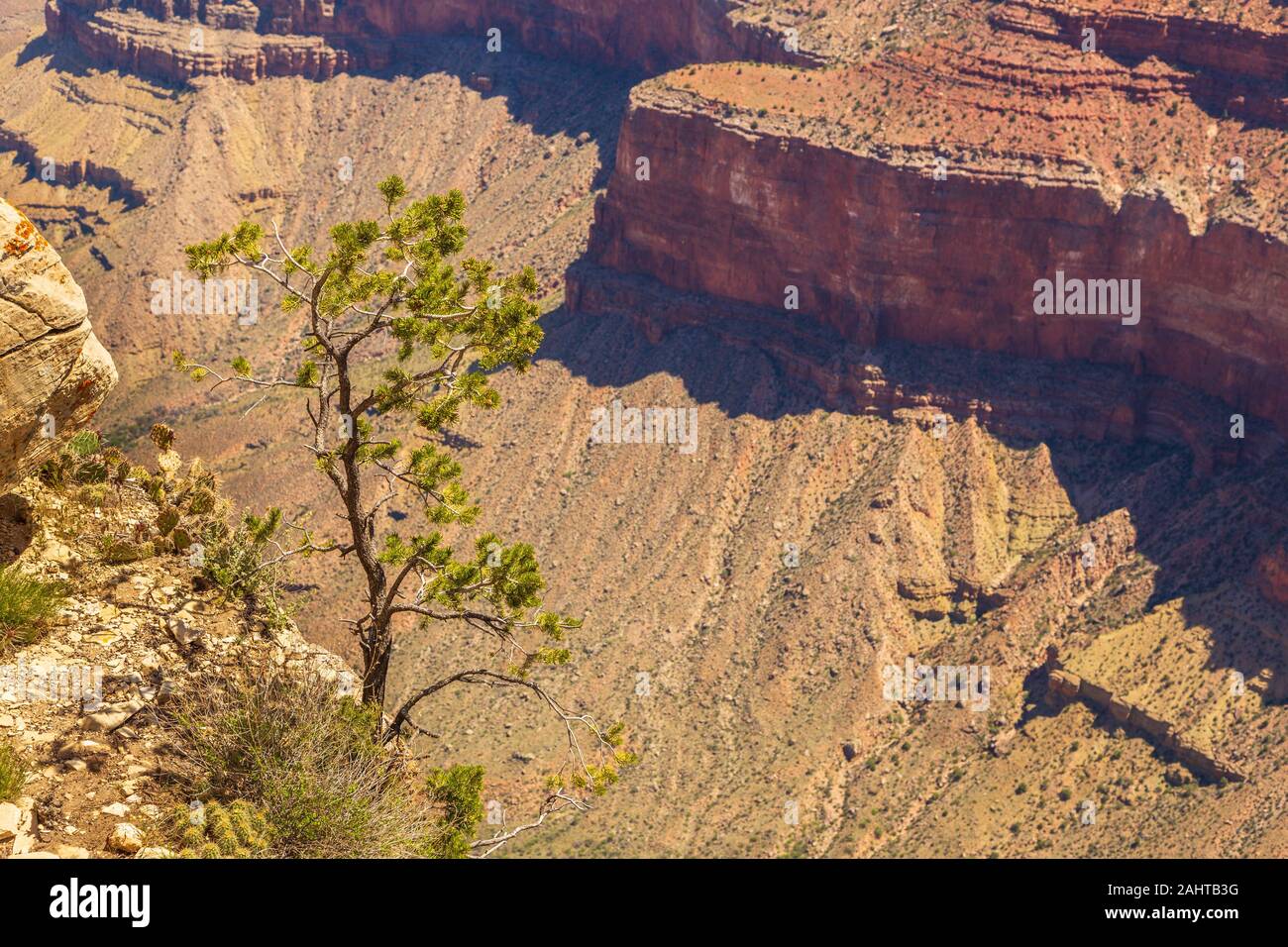 Tree on edge grand canyon hi-res stock photography and images - Alamy