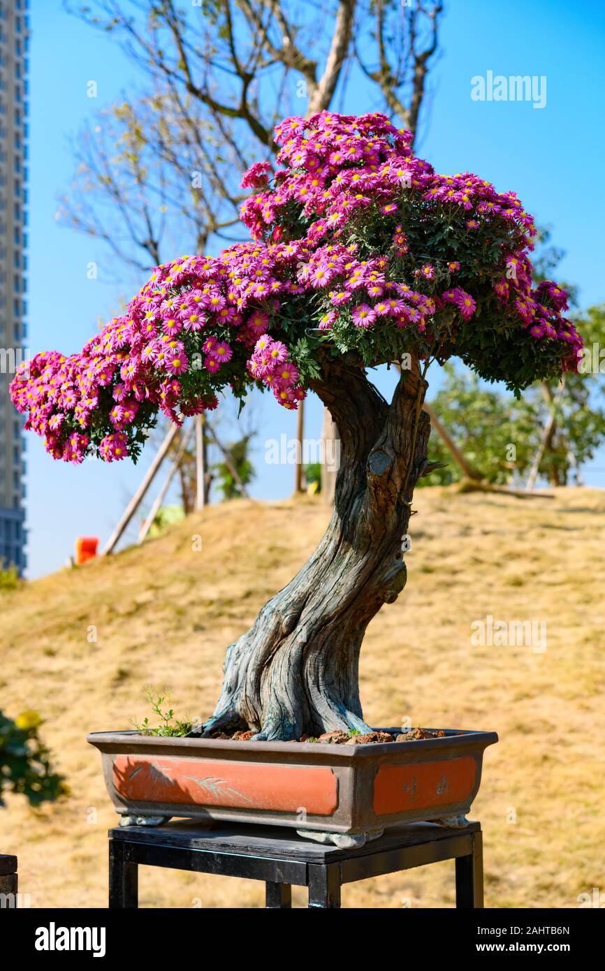 bonsai tree with lilac chrysanthemum flowers vertical composition Stock ...