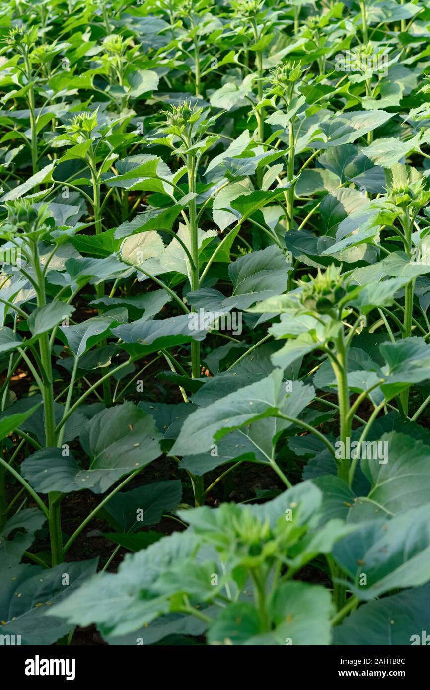 immature sun flower field in a morning vertical composition Stock Photo ...