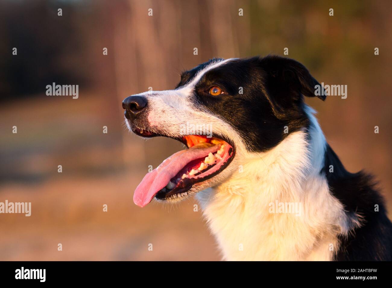 Portrait of a Border Collie in the evening sun Stock Photo - Alamy