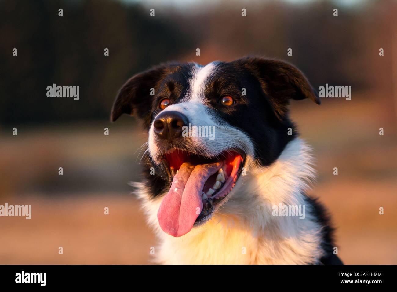 Portrait of a Border Collie in the evening sun Stock Photo - Alamy