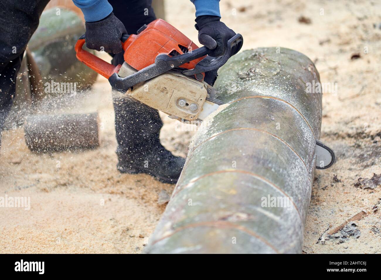 Hands of a sawyer bucking beech logs with chainsaw Stock Photo - Alamy