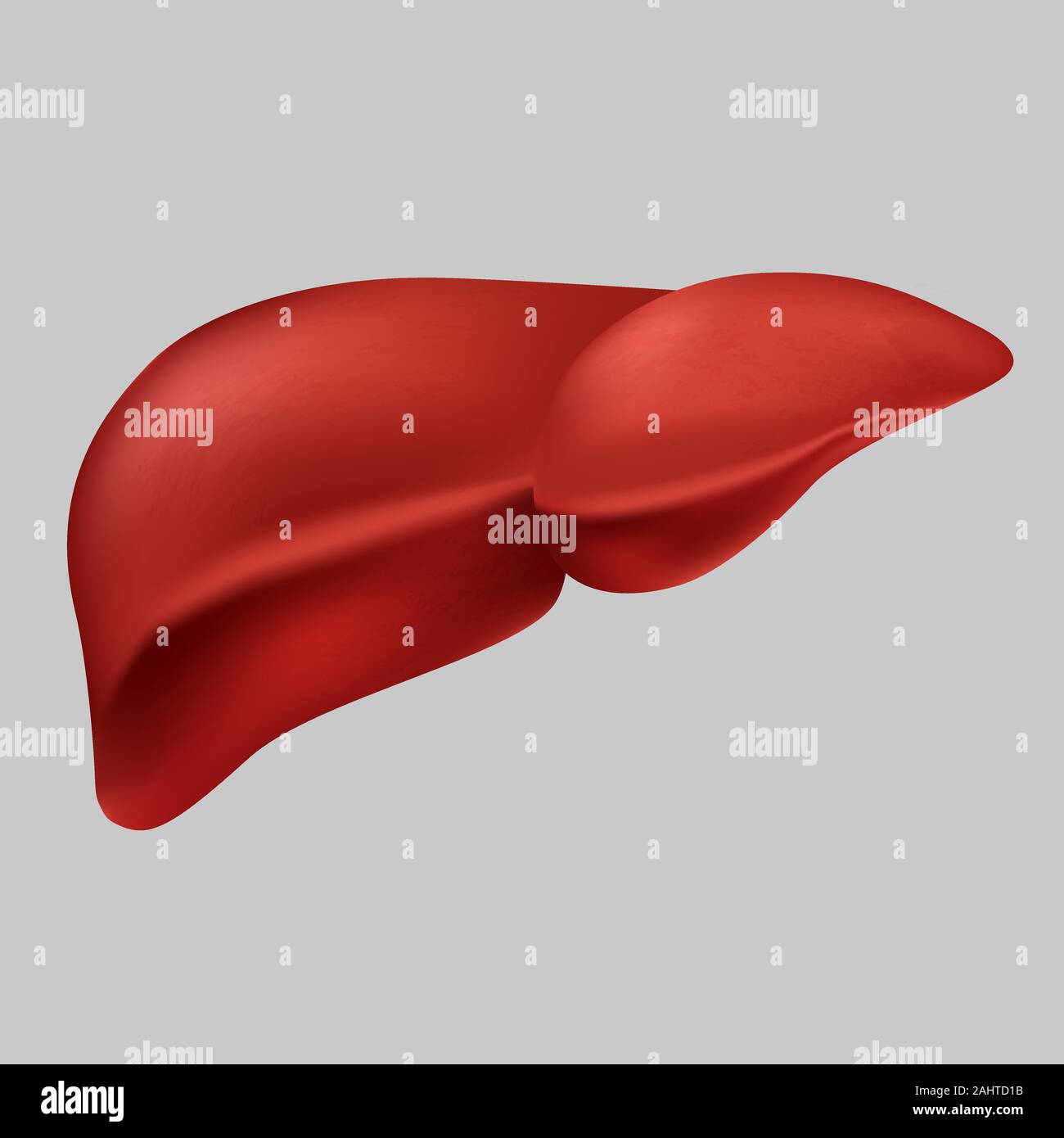 Human realistic liver vector graphic illustration medical organ icon ...
