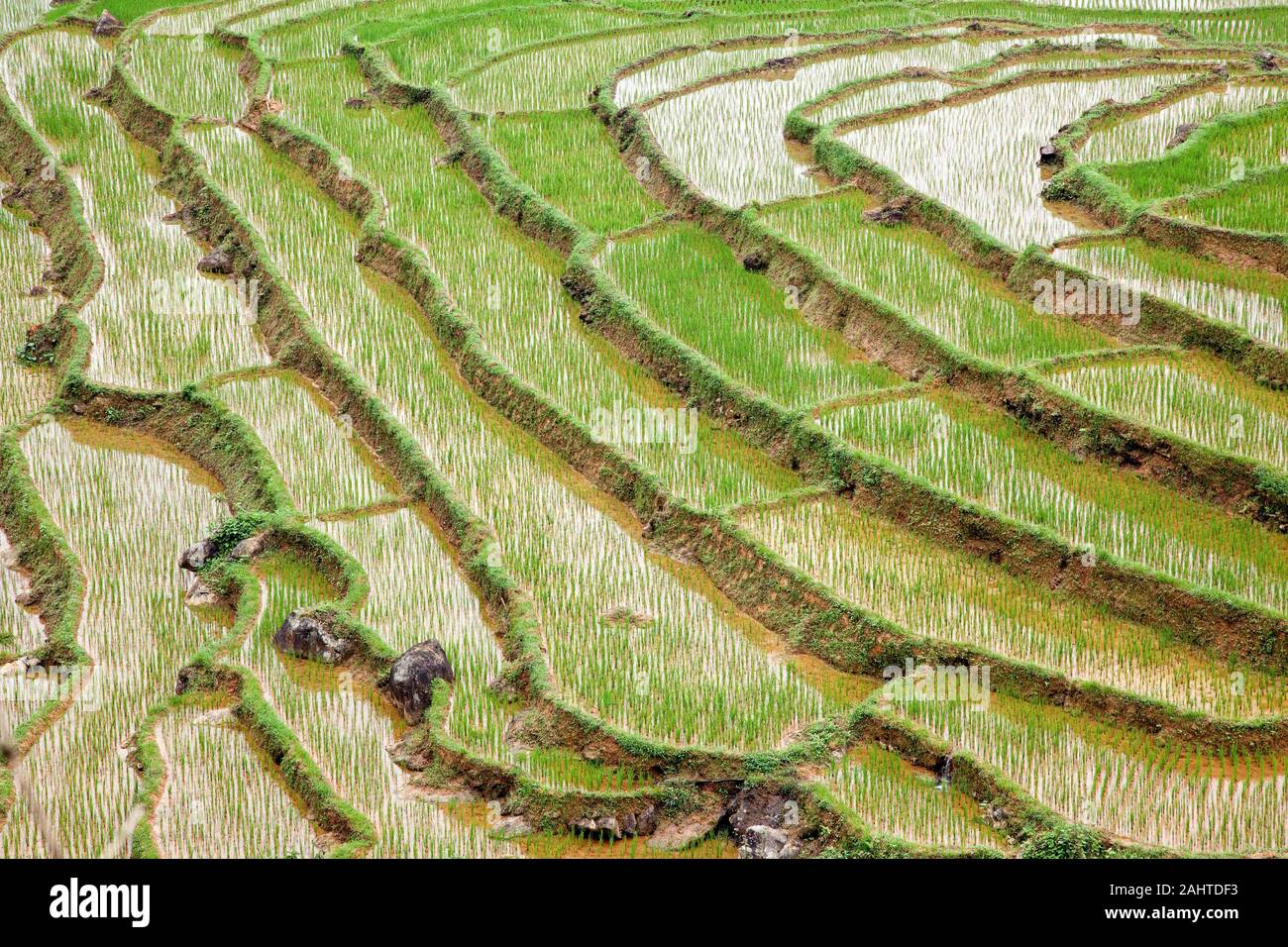 Mai chau field hi-res stock photography and images - Alamy