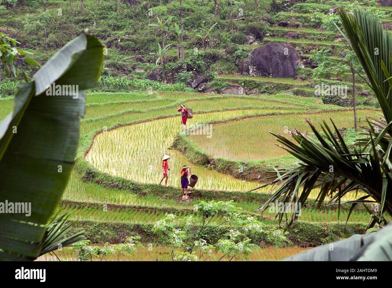 Mai chau field hi-res stock photography and images - Alamy
