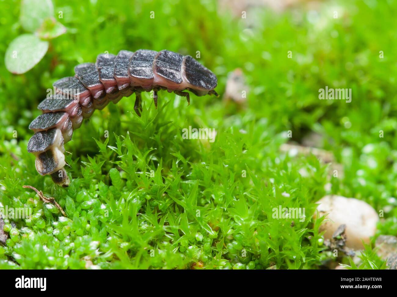 Lesser glow worm larva Stock Photo - Alamy