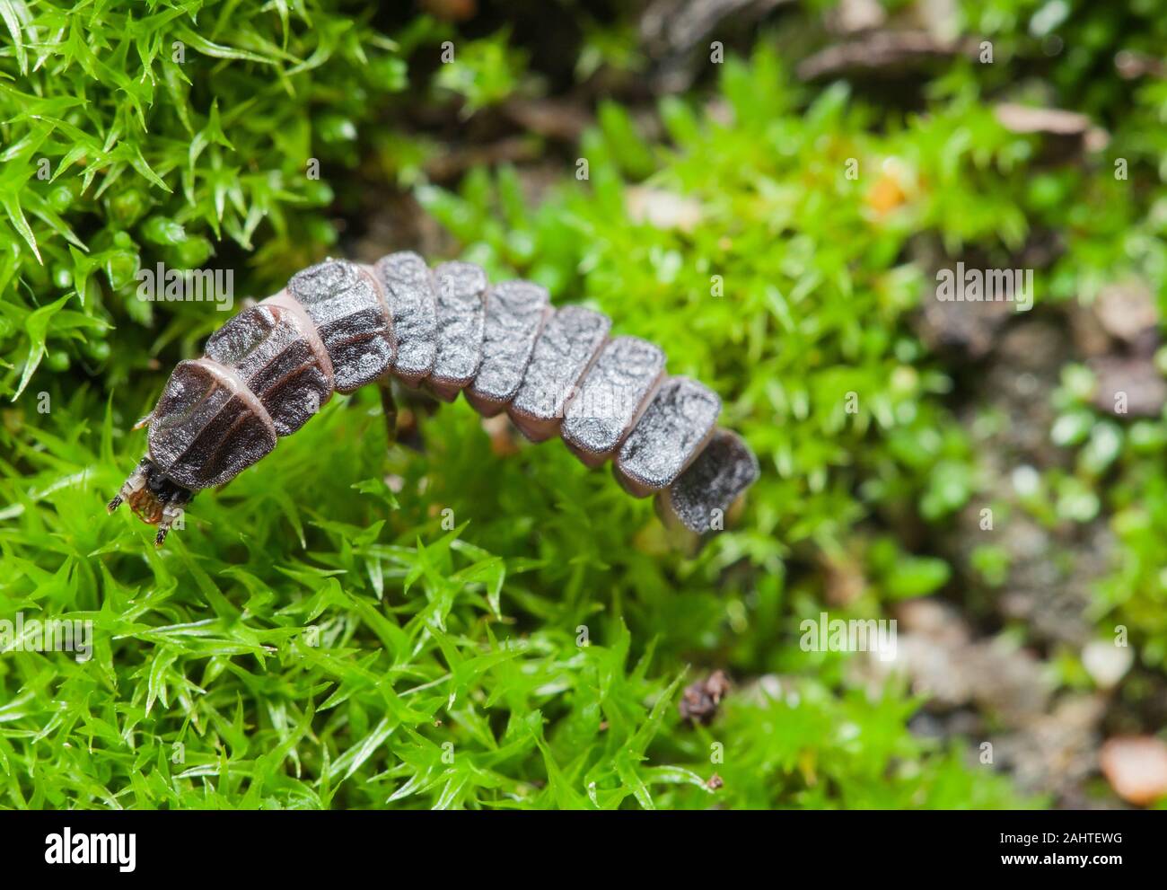 Lesser glow worm larva Stock Photo - Alamy