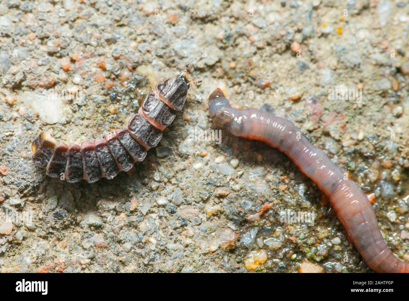 Lesser glow worm larva with it's prey earthworm Stock Photo - Alamy