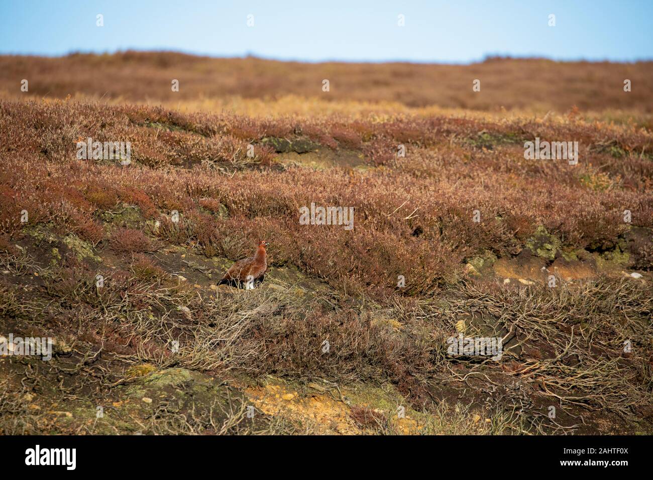 Muggleswick hi-res stock photography and images - Alamy