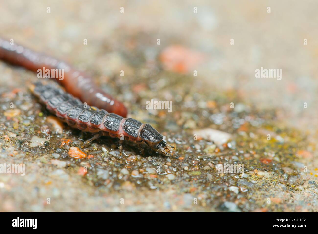 Lesser glow worm larva with it's prey earthworm Stock Photo - Alamy
