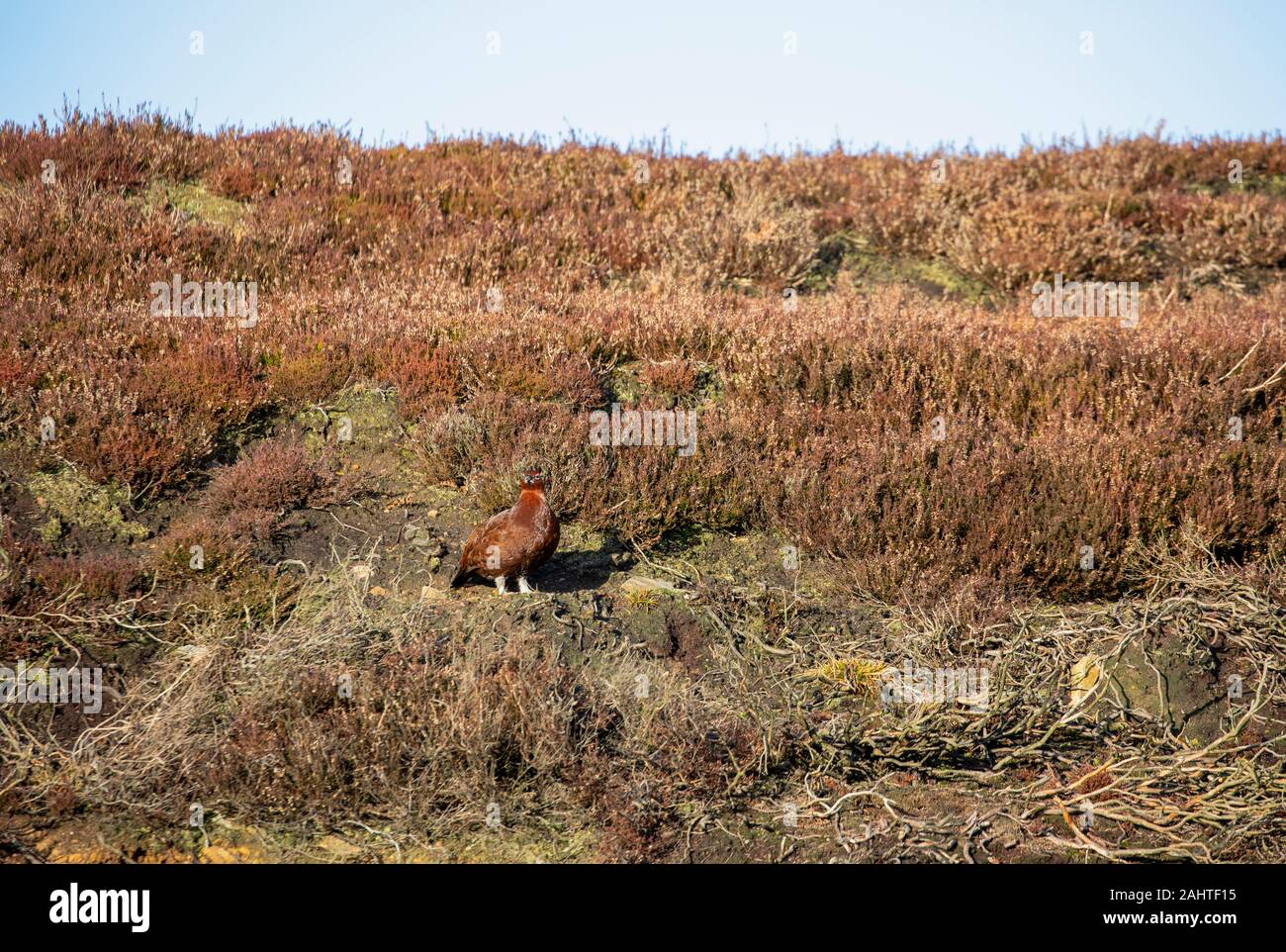 Muggleswick hi-res stock photography and images - Alamy