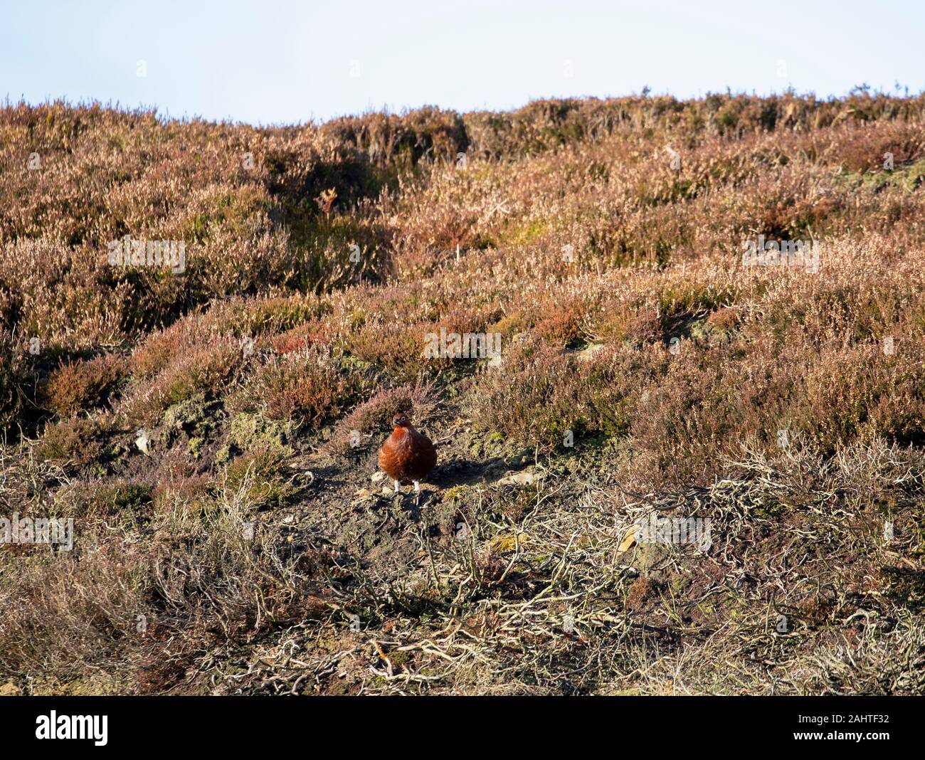 Red grouse in heather on Muggleswick Common Stock Photo - Alamy