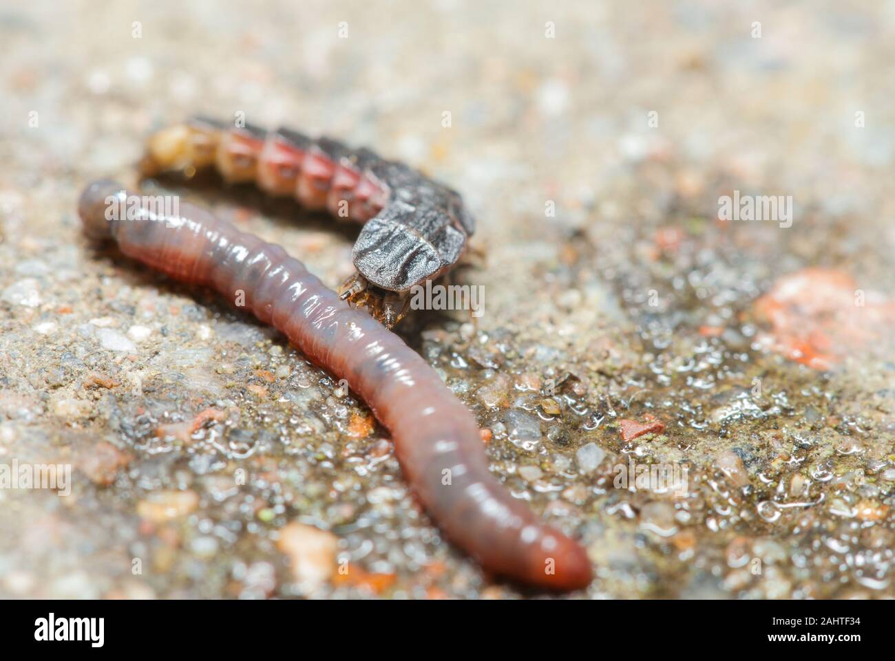 Lesser glow worm larva with it's prey earthworm Stock Photo - Alamy
