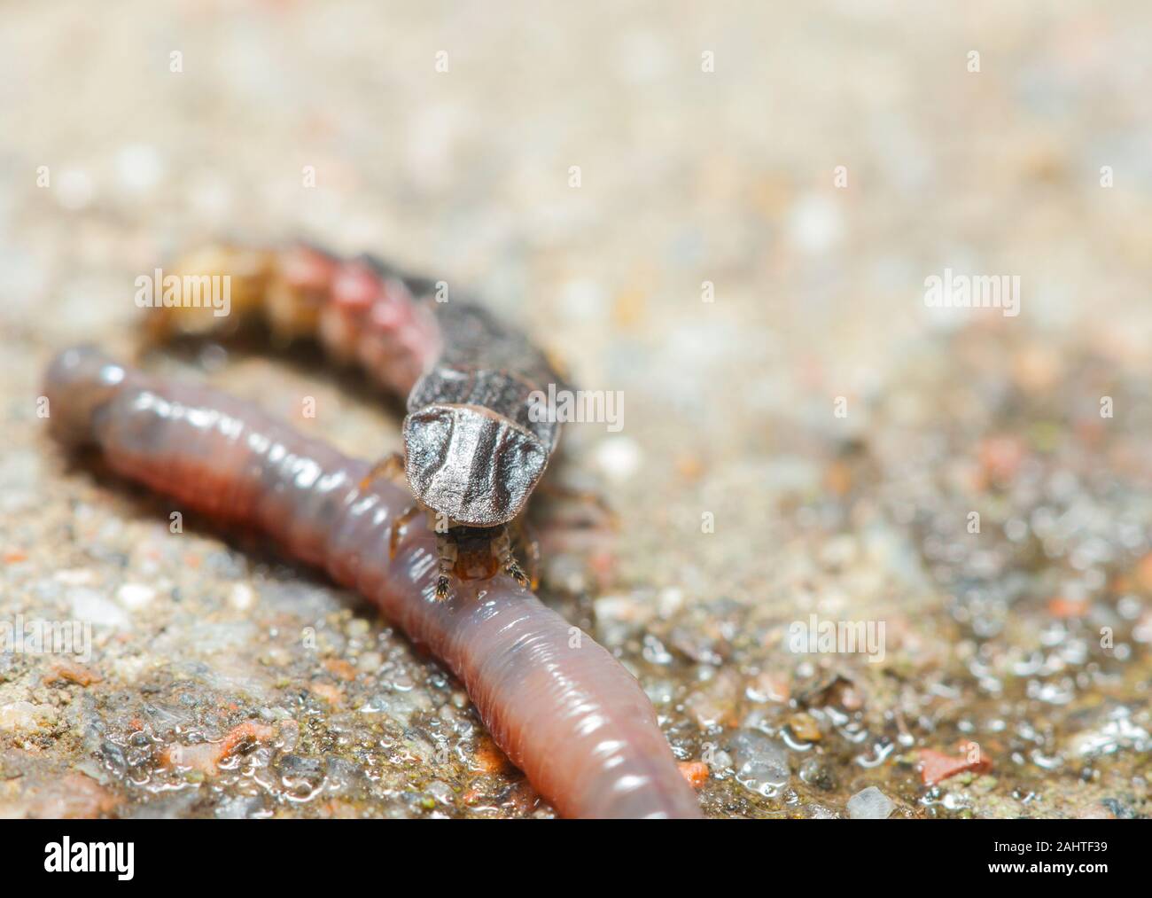 Australian Earthworm Glowing