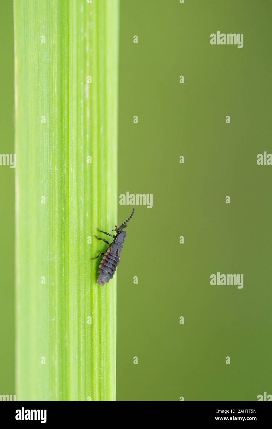 Lesser glow worm Stock Photo - Alamy