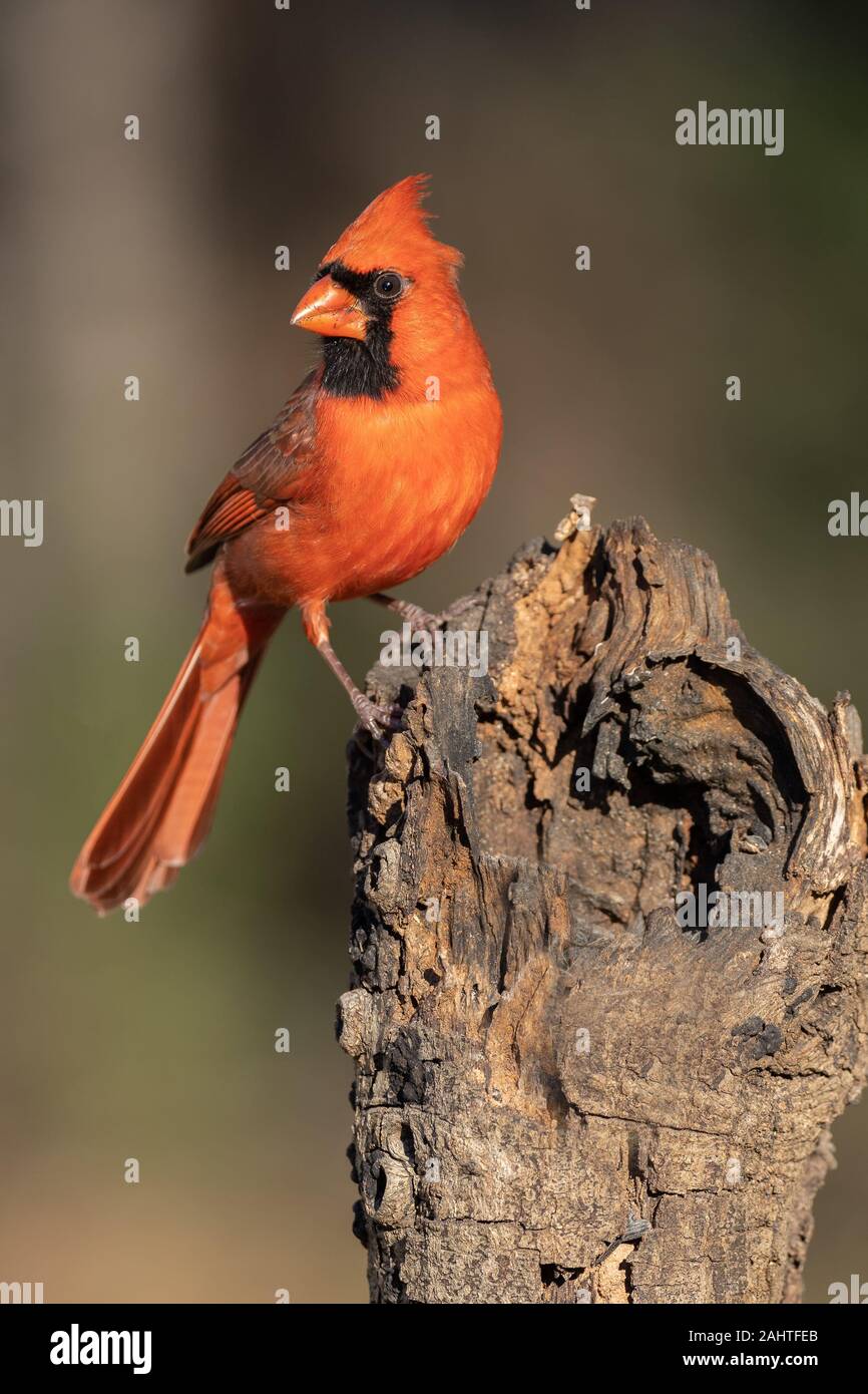 North carolina state bird hi-res stock photography and images - Alamy