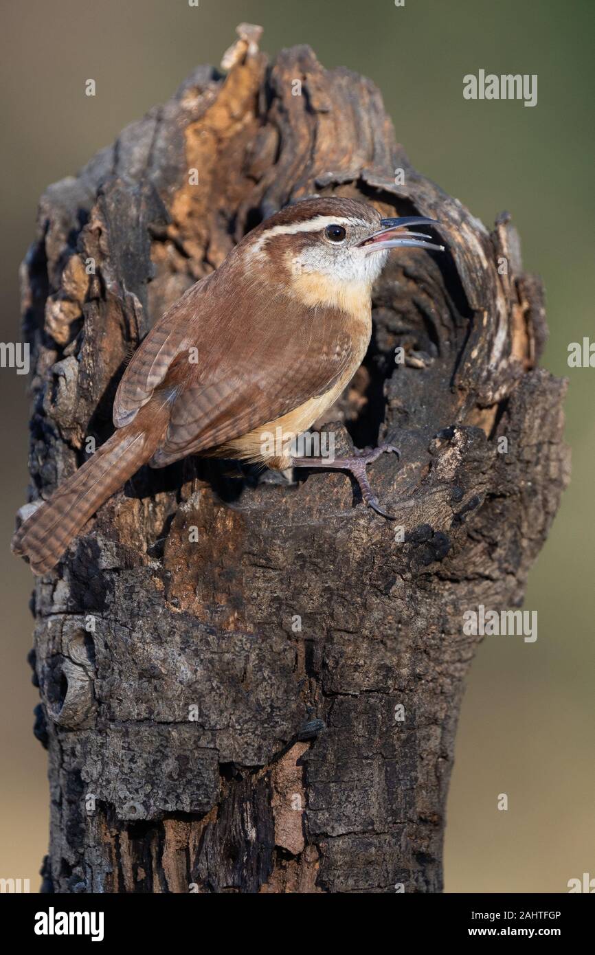 North carolina winter storm hi-res stock photography and images - Alamy