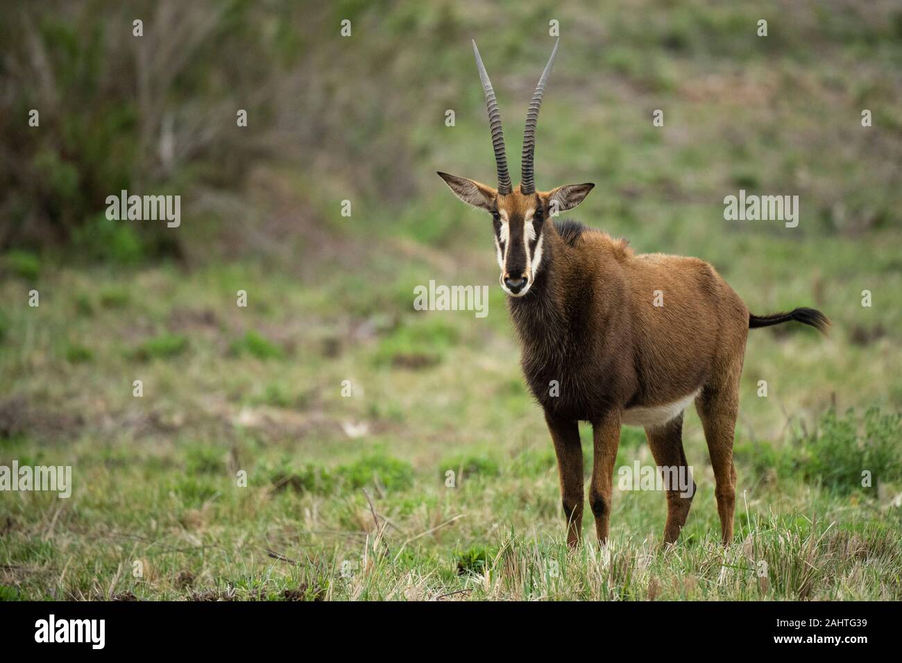 South african antelope hi-res stock photography and images - Alamy
