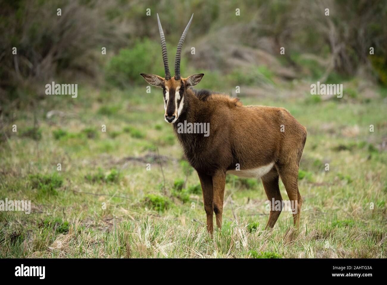Sable antelope, Hippotragus niger, Gondwana Game Reserve, South Africa ...