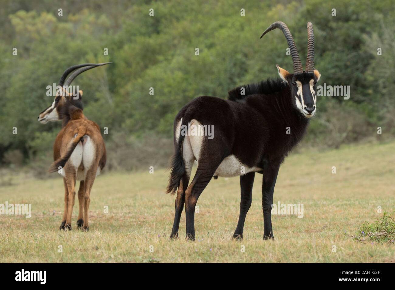 Sable antelope, Hippotragus niger, Gondwana Game Reserve, South Africa ...