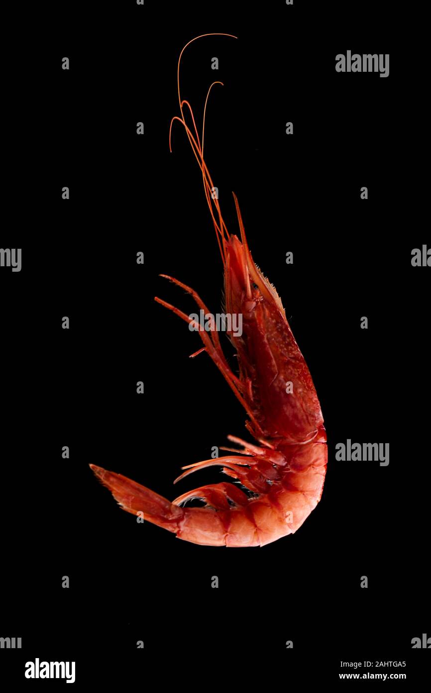 Raw red prwan shrimp on black background close up Stock Photo - Alamy