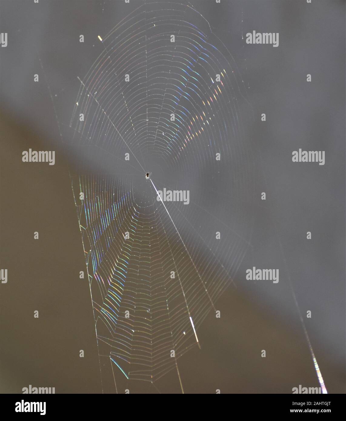 Spider web with spider shines in sunlight at dawn producing VIBGYOR ...