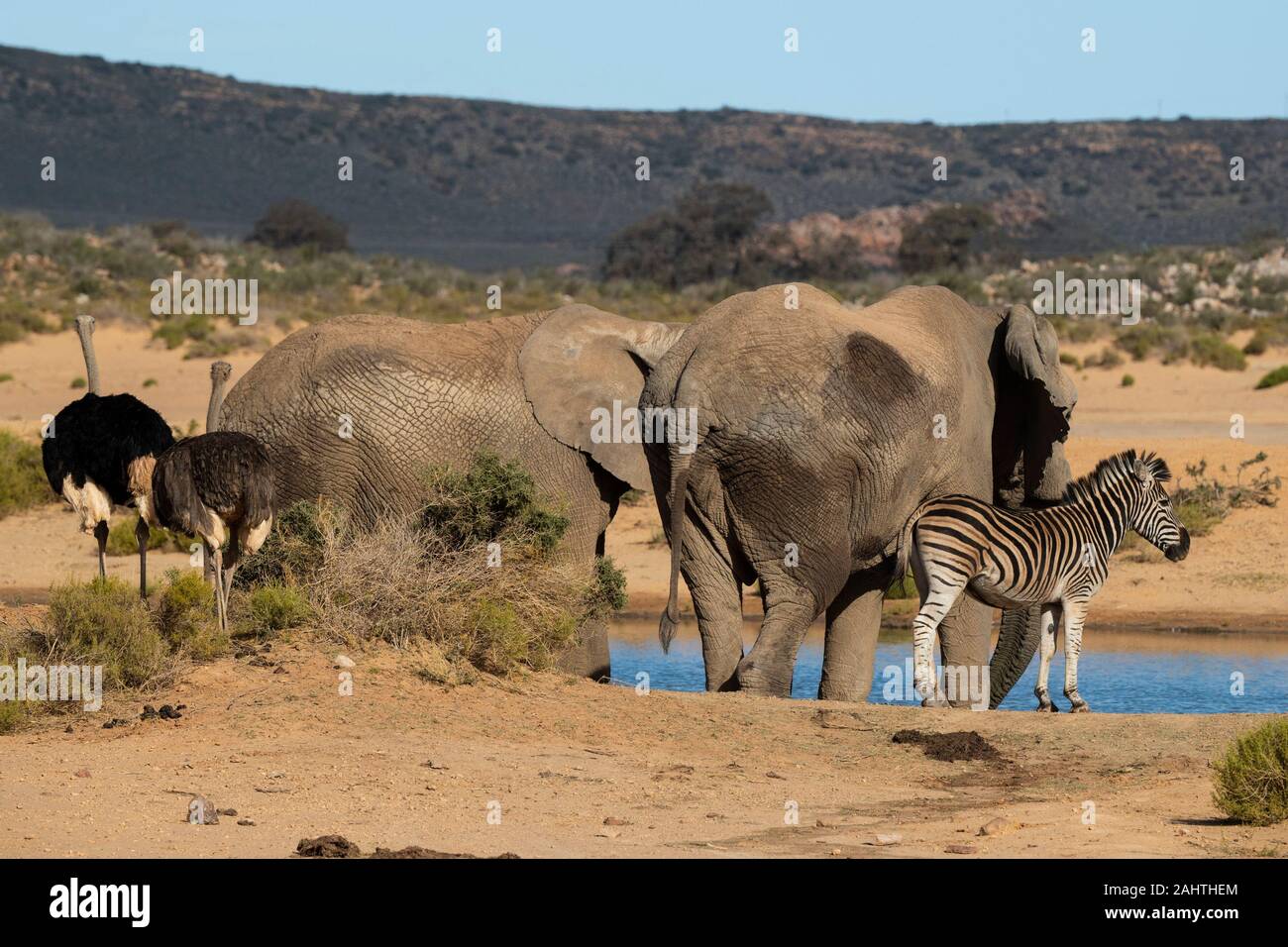 Elephant, zebra and ostrich at a waterhole, Aquila Private Game Reserve ...