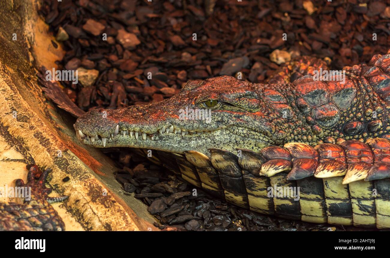 Alligators teeth hi-res stock photography and images - Alamy