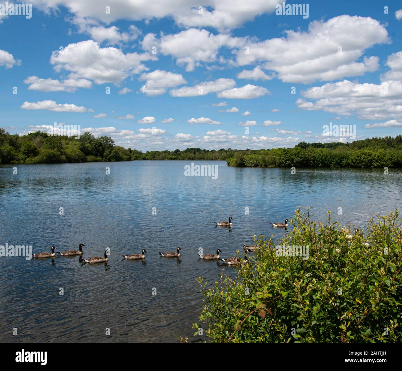 A Gaggle of Canada Gees swimming along the water of Horsehsoe Lake ...
