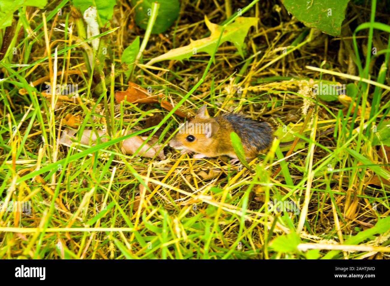Pygmy shrew hi-res stock photography and images - Alamy
