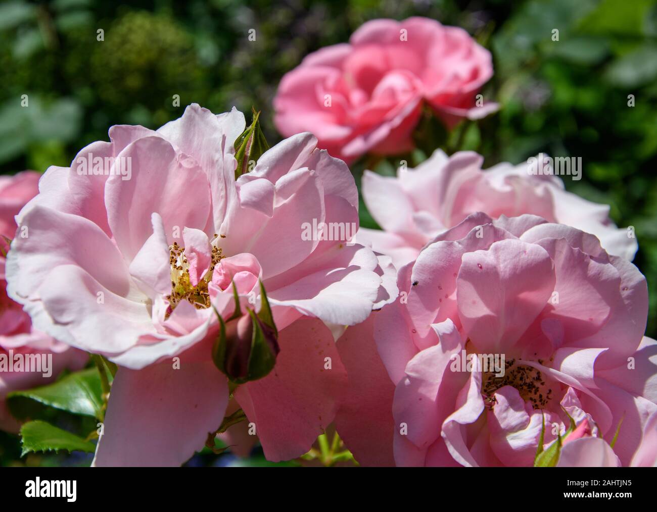 A pink rose growing in an Oxford park Stock Photo - Alamy