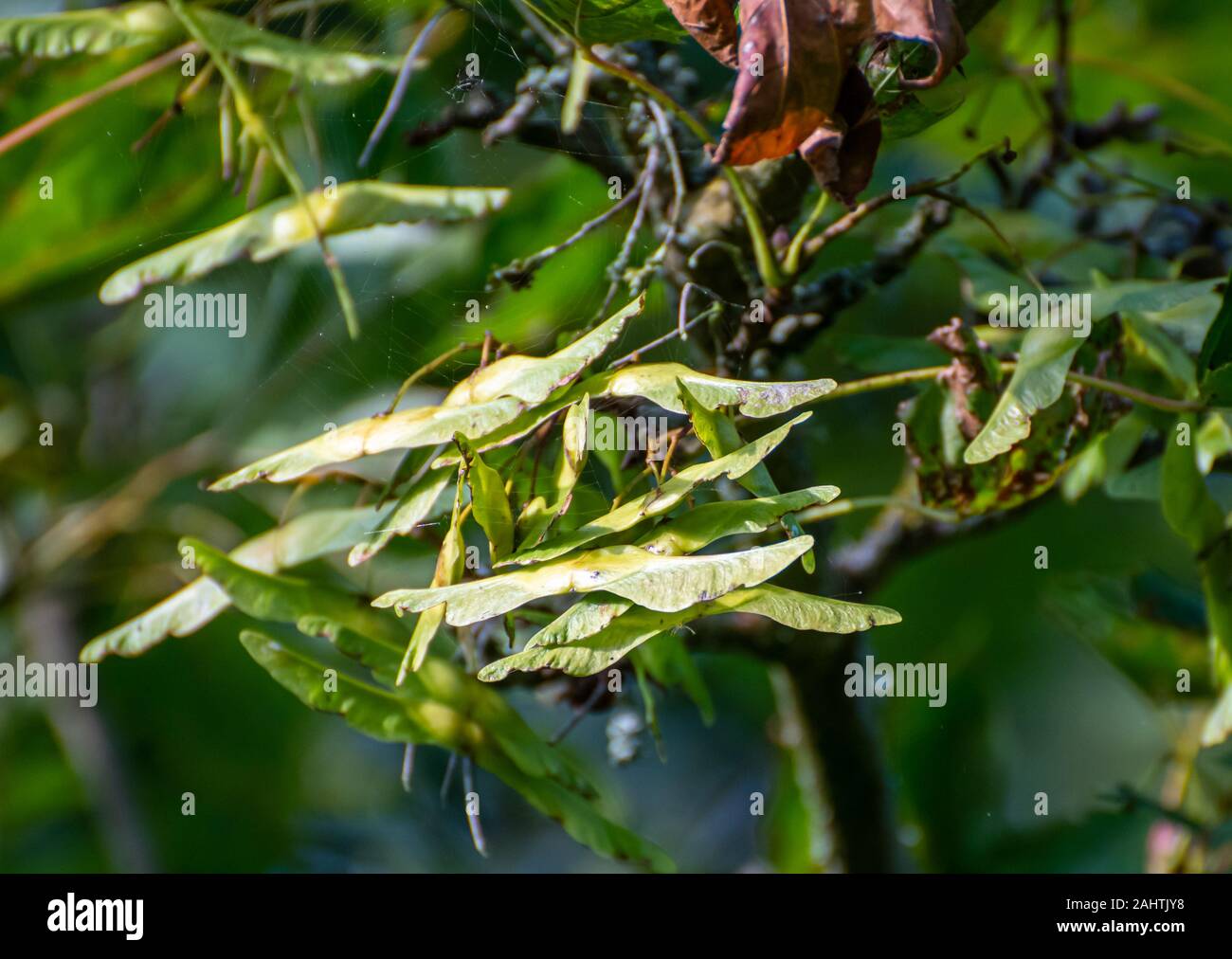 A cluster of Sycamore seeds still growing on the tree Stock Photo - Alamy