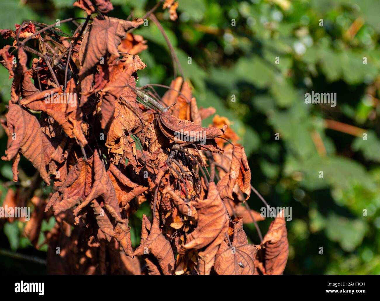 A group of dead red leaves still attached to the tree in early autumn ...