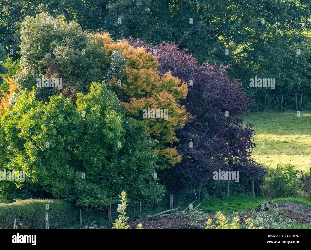 Three adjacent trees showing three different stages of leaf colouration ...