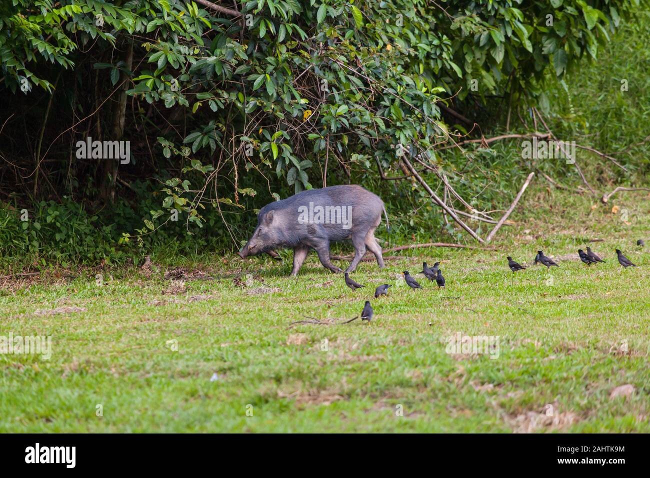 Wild boar outside the vegetation looking for food source and was ...
