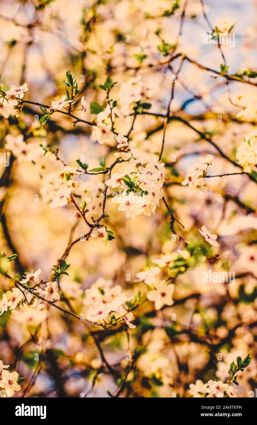 Flower art, romantic card and botanical backdrop concept - Vintage ...