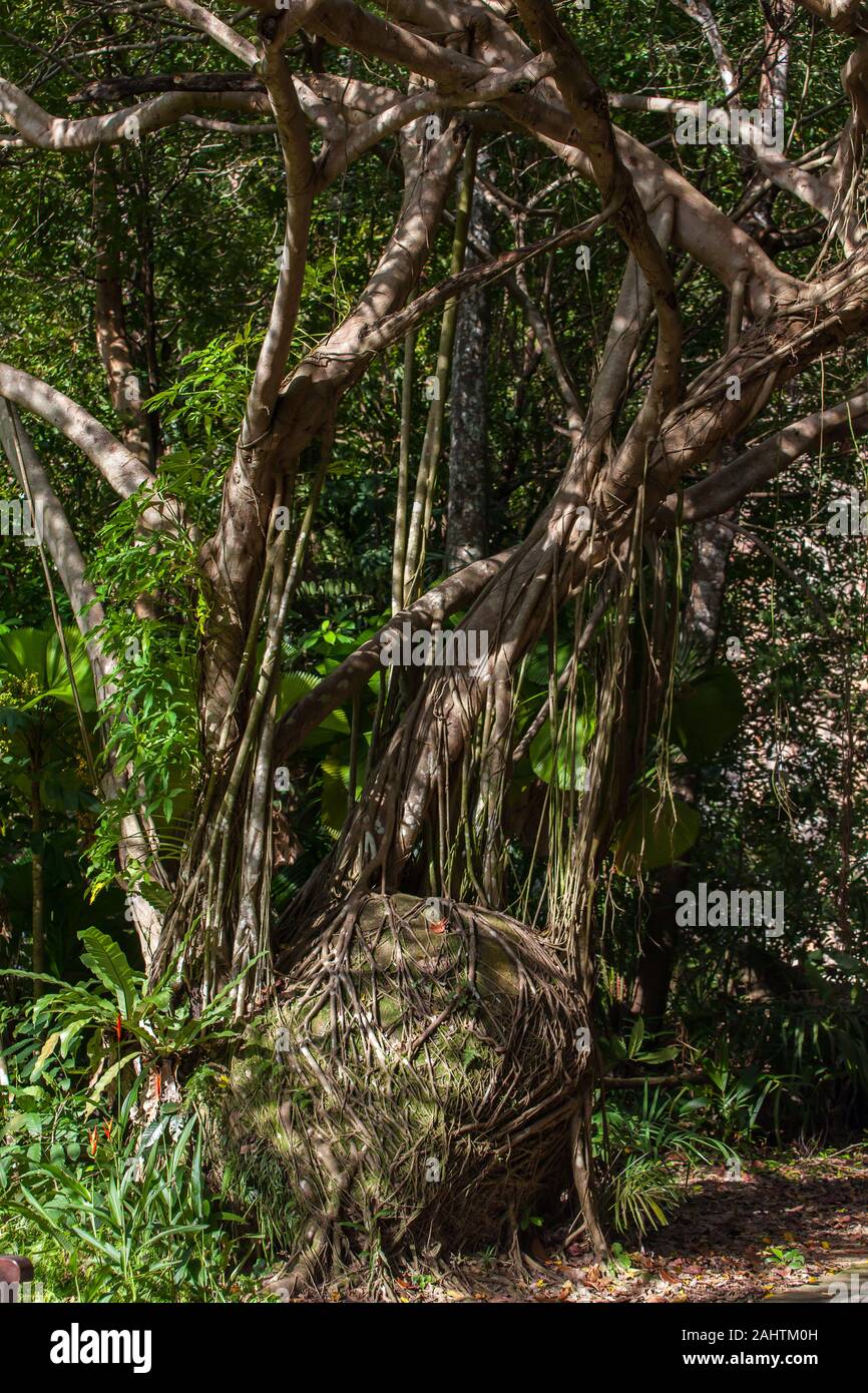 Tree with long branches grows on a large boulder in bukit batok nature ...