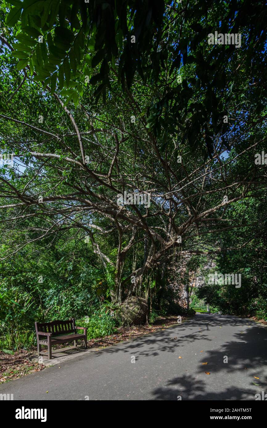 Tree with long branches grows on a large boulder in bukit batok nature ...