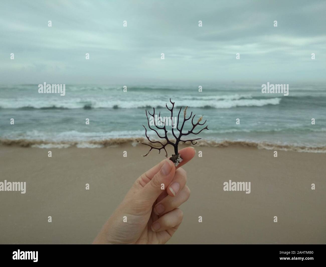 Tree like coral hi-res stock photography and images - Alamy